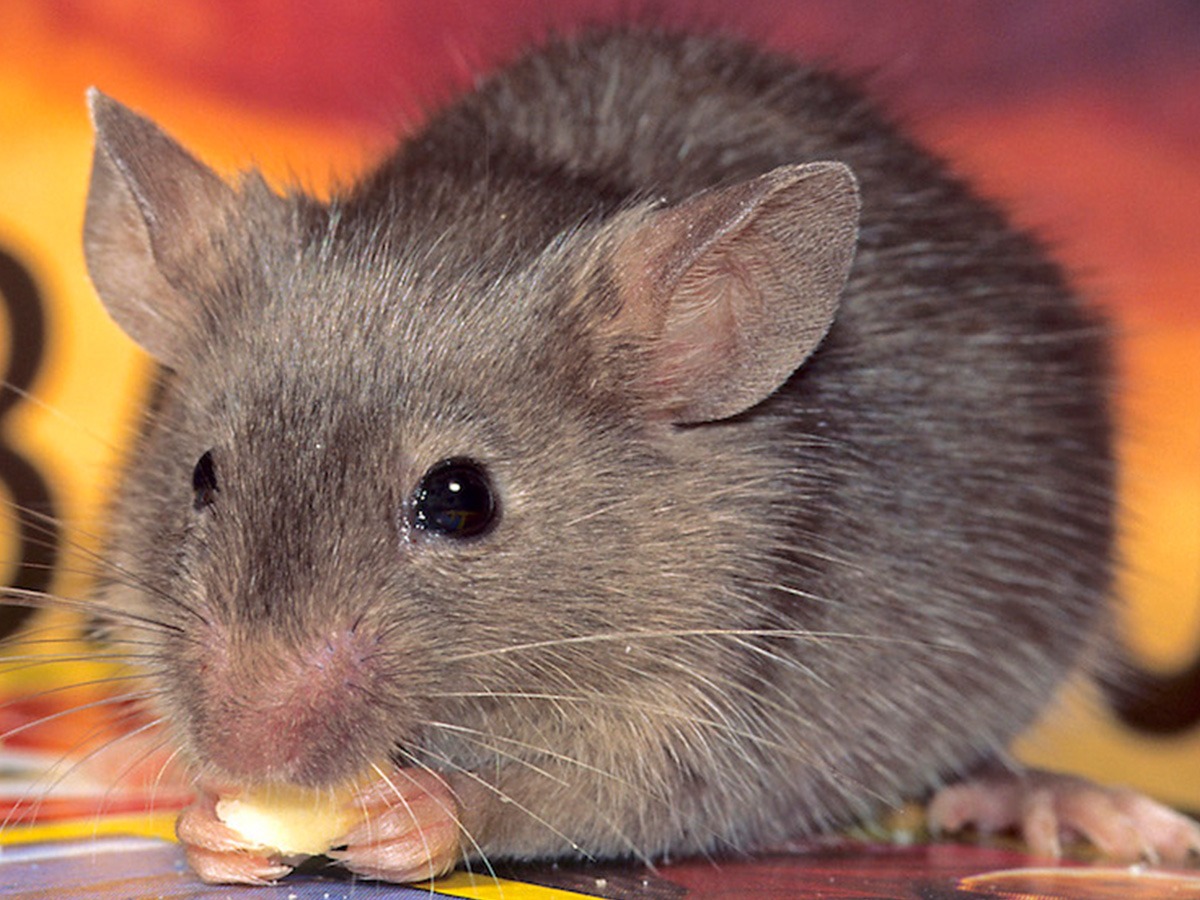 Mice Elite Pest Management LLC 