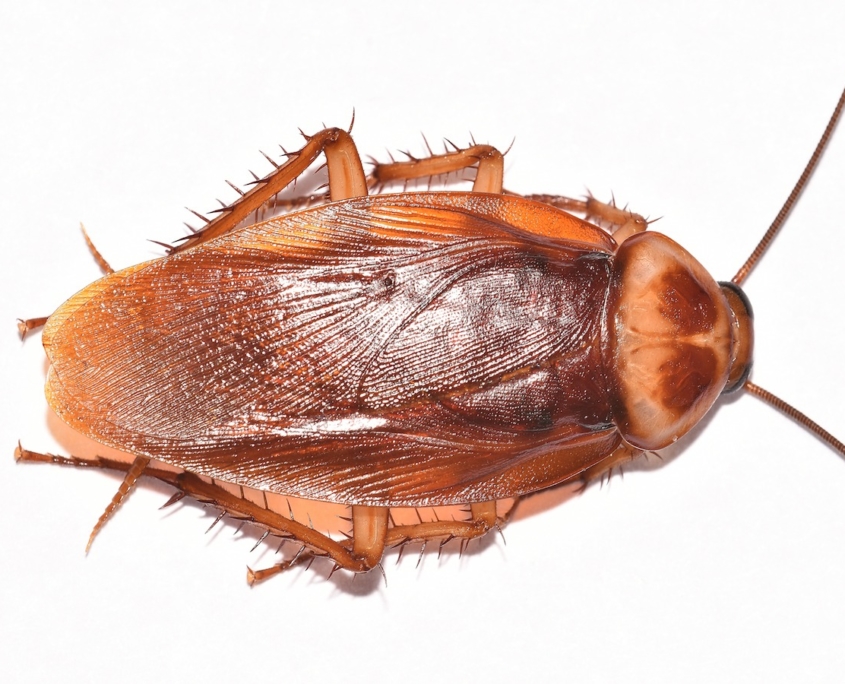 Cockroaches | Pest Control | Parkersburg WV, Marietta & Athens OH